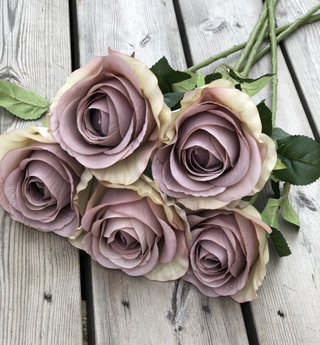 Lila rosa ros med gröna blad