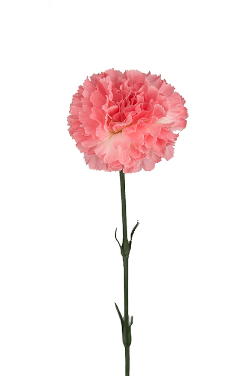 Rosa nejlika konstblomma