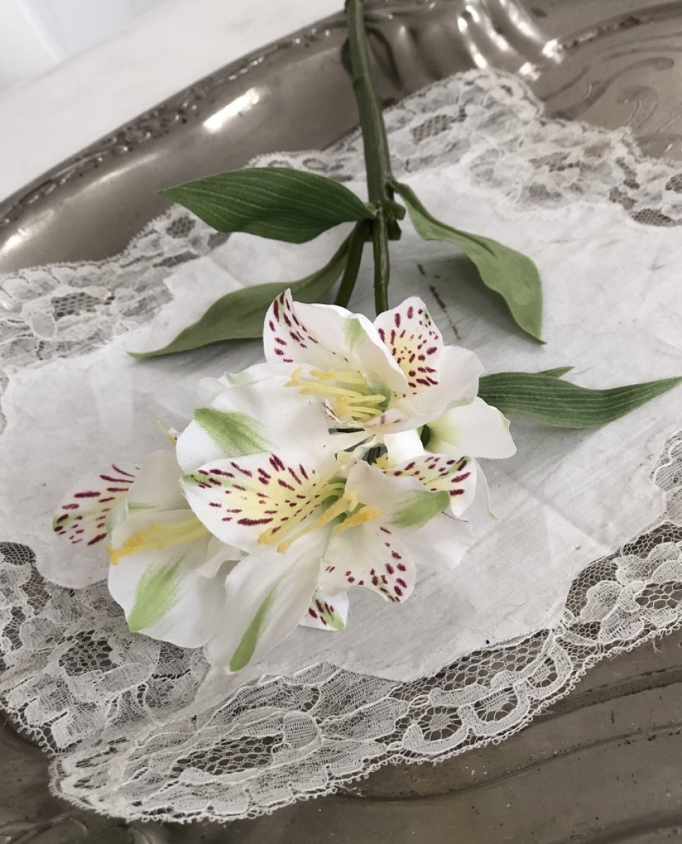 Alsromeria blomma med vita klockor