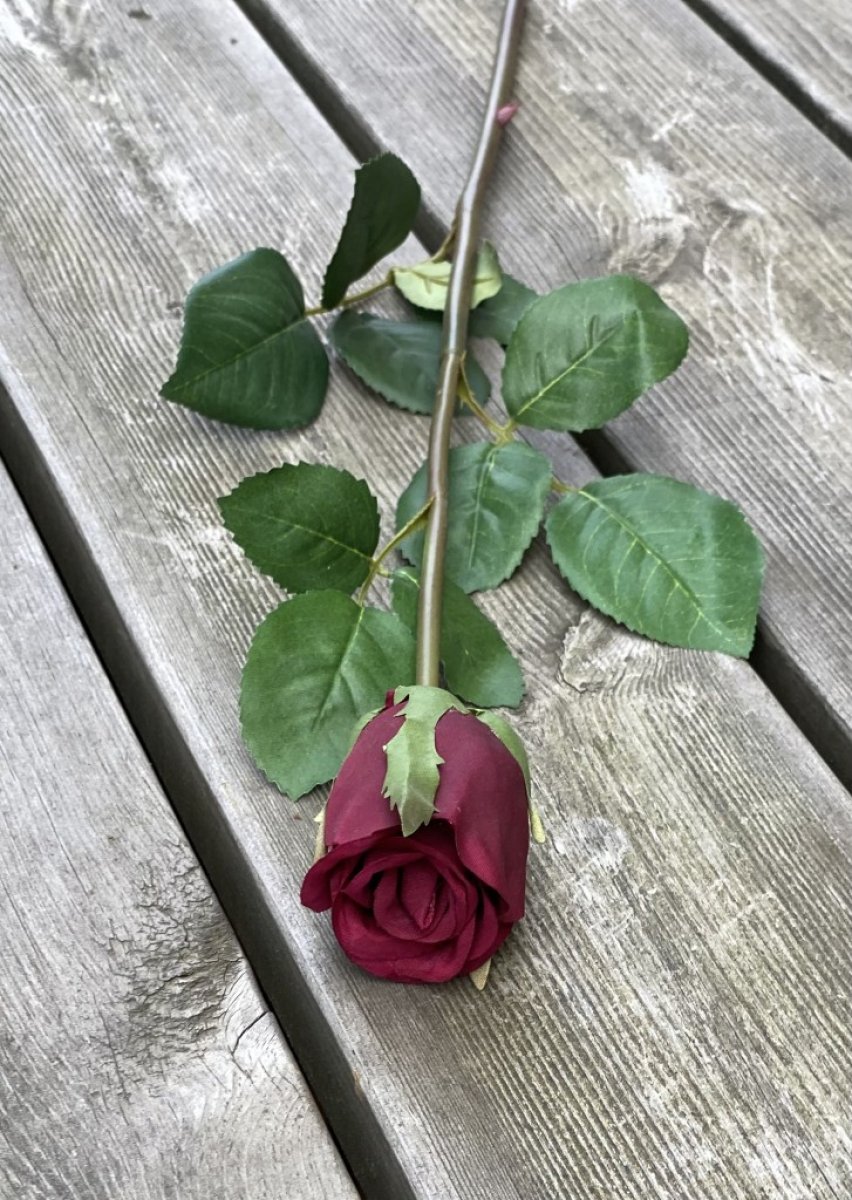Vinröd ros med gröna blad