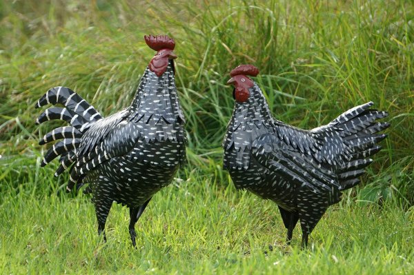 Stor plåt Tupp och Höna svarta och vita - Att Dekorera med