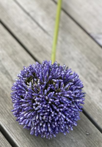 Stor rund allium blomma i blåa nyanser