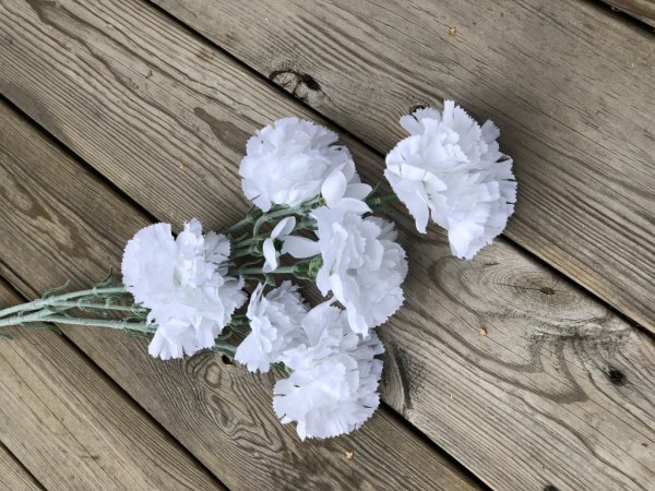 Vit nejlika med gröna blad