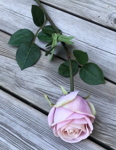 Rosa ros med lång stjälk och gröna blad