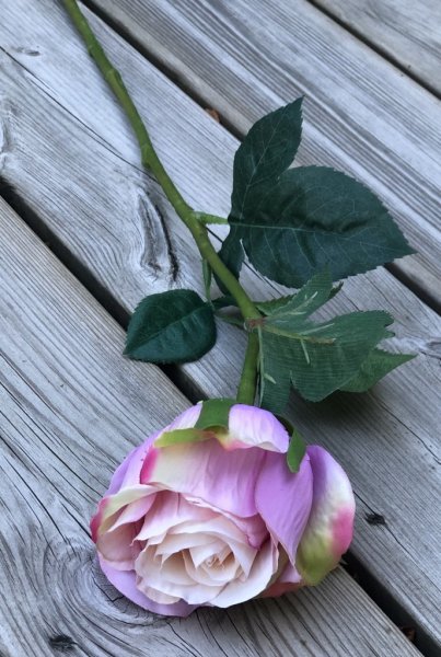 Lila/rosa ros med gröna blad