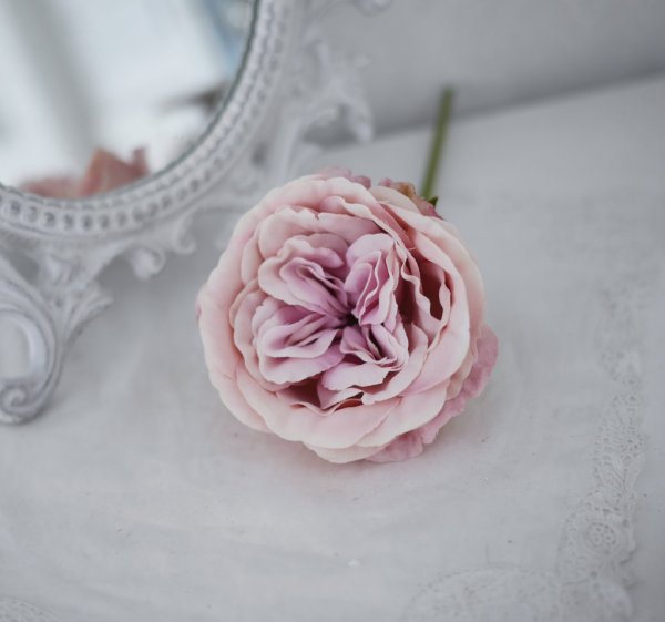 Lila rosa ros i utslagen modell